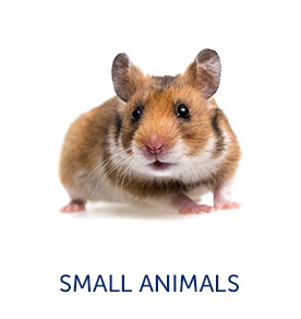 Big Al's - Aquarium, Reptile, Pond and Small Animal Specialists