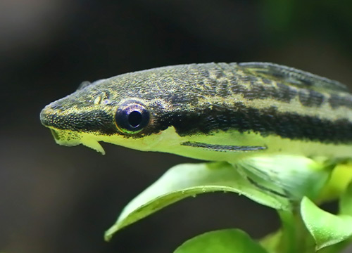 Blog-Top5-Algae-Eaters