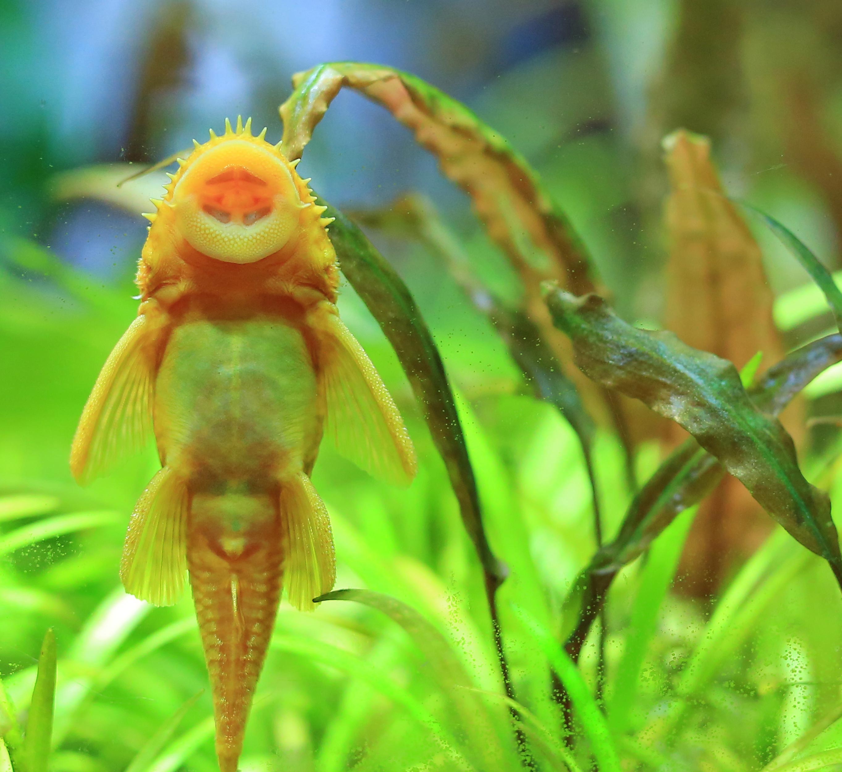 Blog-Top5-Algae-Eaters
