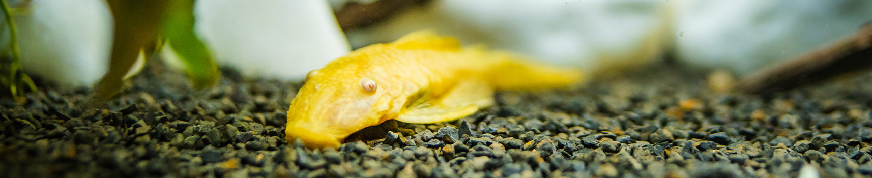 blog-avoid-overfeeding-fish