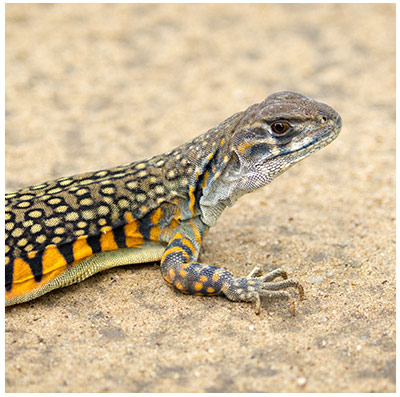 Pet Reptiles For Sale - REPTILES